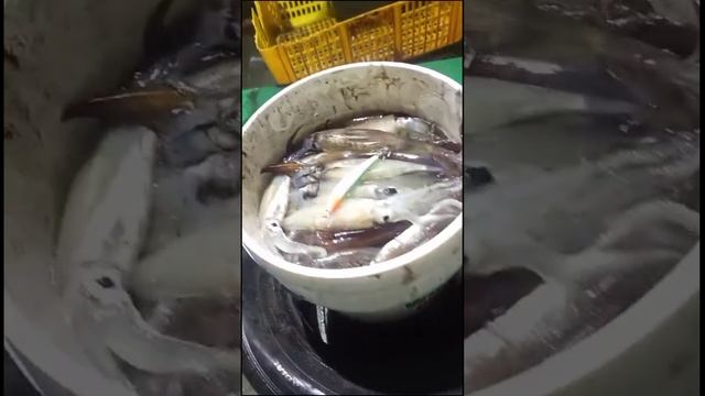 Ловля кальмара на воблер 110 мм 17 гр от Mr. Musurok