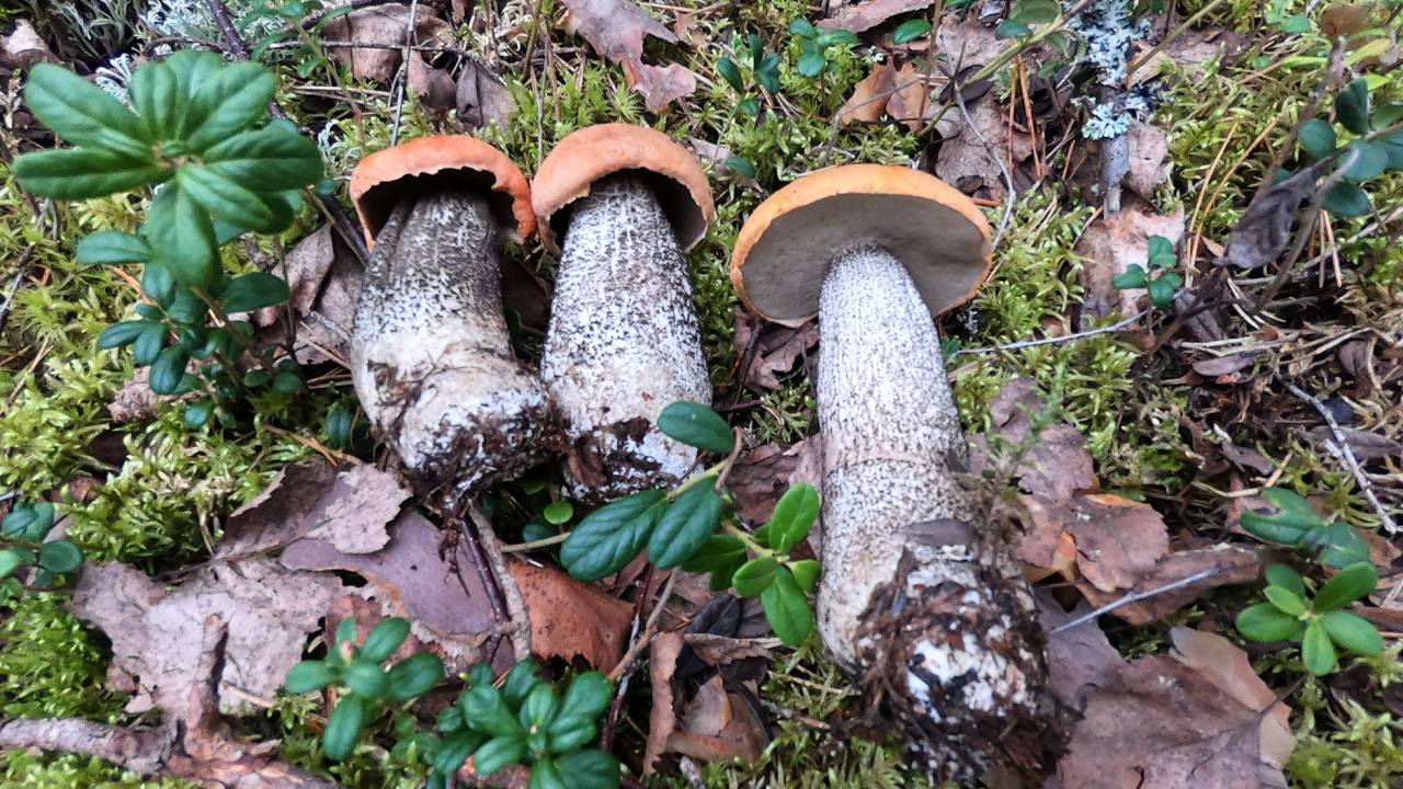 Грибы. Красота и природа. Сосновый лес. Кингисепп-Ханике.