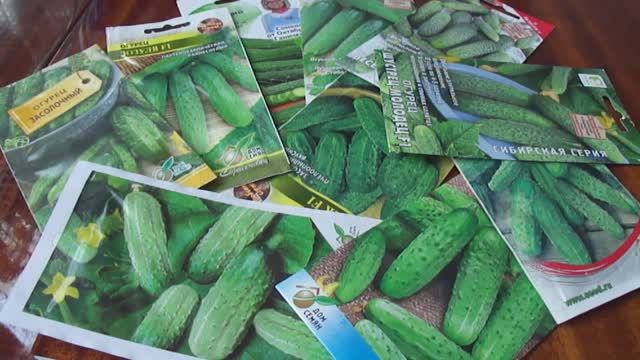 Обзор семян на 2021 г. ОГУРЦЫ