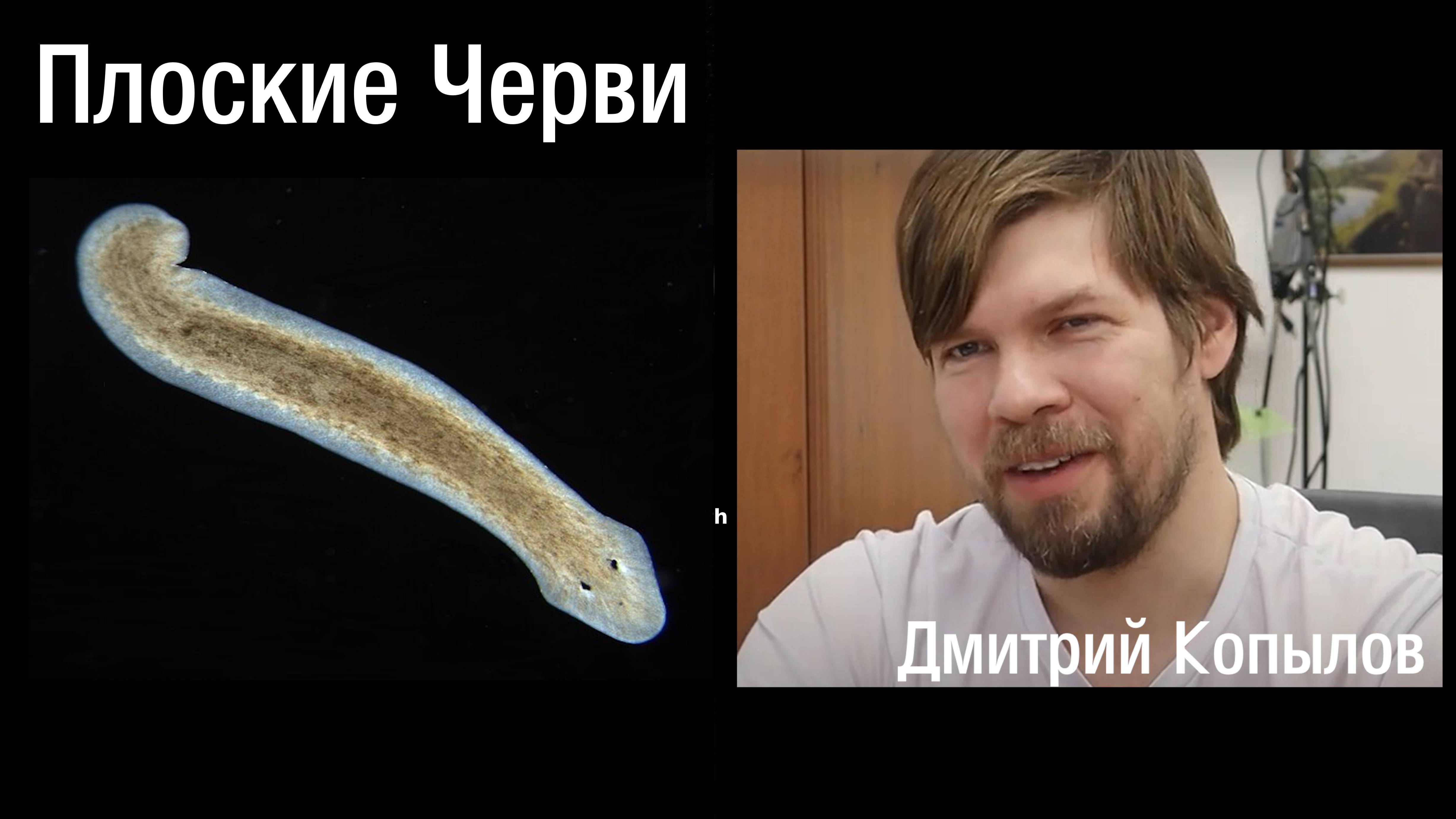 Плоские черви