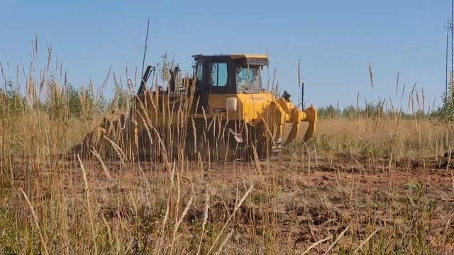 Лесовосстановление. Расчистка.