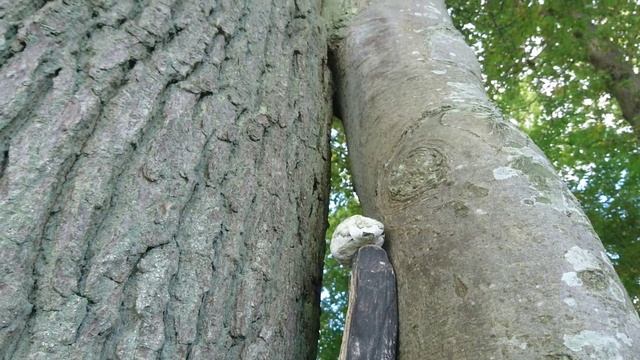 Бук и дуб Марселисборг, Орхус, Дания. 5 октября 2024