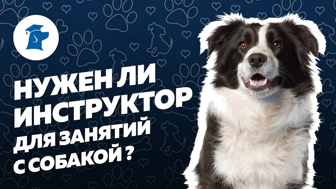 Нужен ли кинолог для дрессировки собаки? Что лучше - дрессировка в группе или индивидуально?