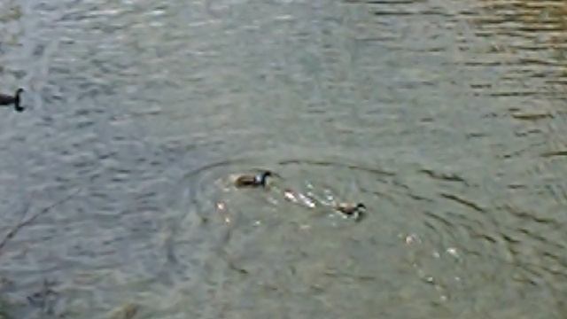 DSCN4738Горячий ключ Краснодар ПАРК голицкого сентябрь 2021