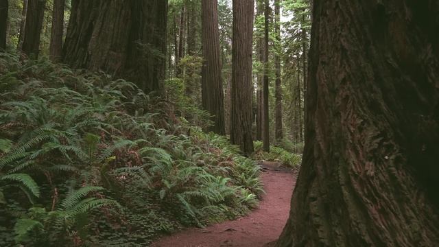 Секвойный лес и классическая музыка Баха в дождливую погоду