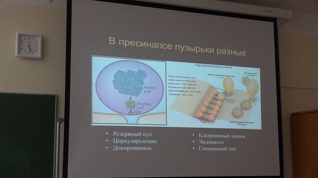 3. Синаптическая передача. Физиология человека и животных - Ловать М. Л. Teach-in.