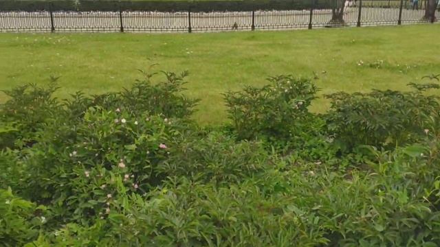 Бегущий донор флаг на Петра 1