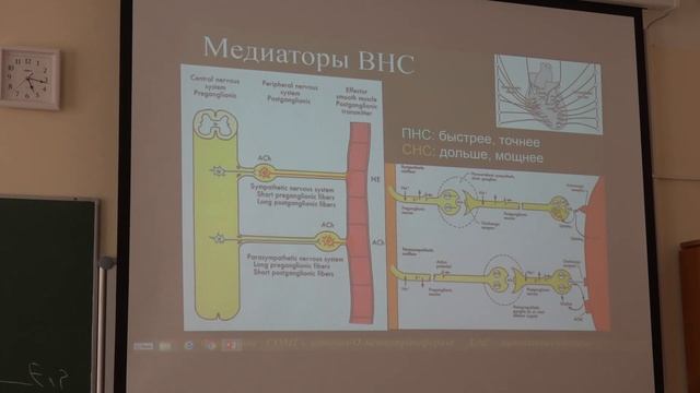 6. Вегетативные рефлексы. Физиология человека и животных - Ловать М. Л. Teach-in.