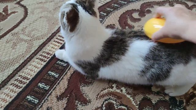 Купила кошке паровую щётку. Мои впечатления. Реакция кошки