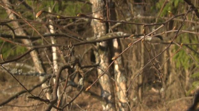 Времена года. Апрель (Yellow-Spring-Soft Version)