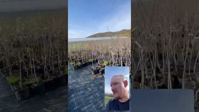 Преимущества питомника на Юге России #питомник #лаванда