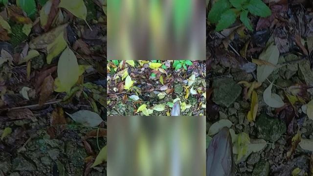 Вот это борьба с щукой