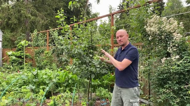 Что делать с вредителями если плоды уже зреют