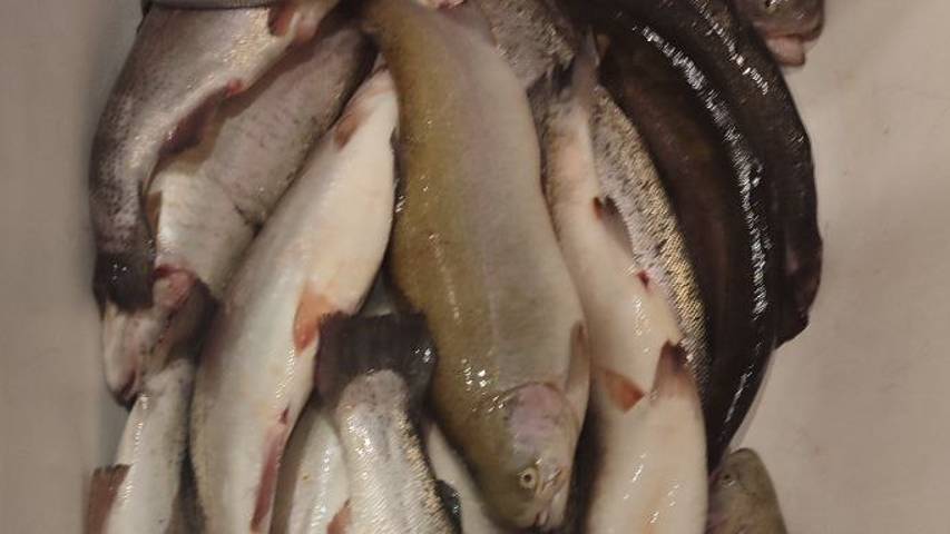 Сумасшедшая рыба