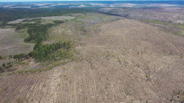 Пролет над участками лесовосстановления