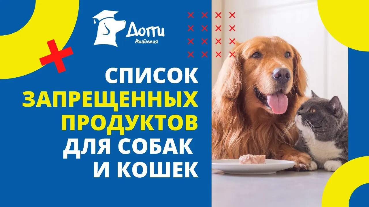 Список запрещенных продуктов для собак и кошек