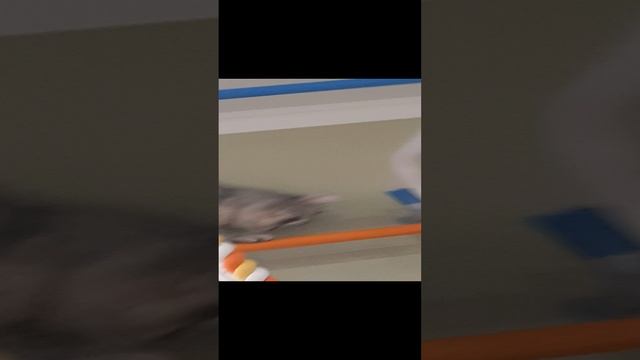 Кот на турнике