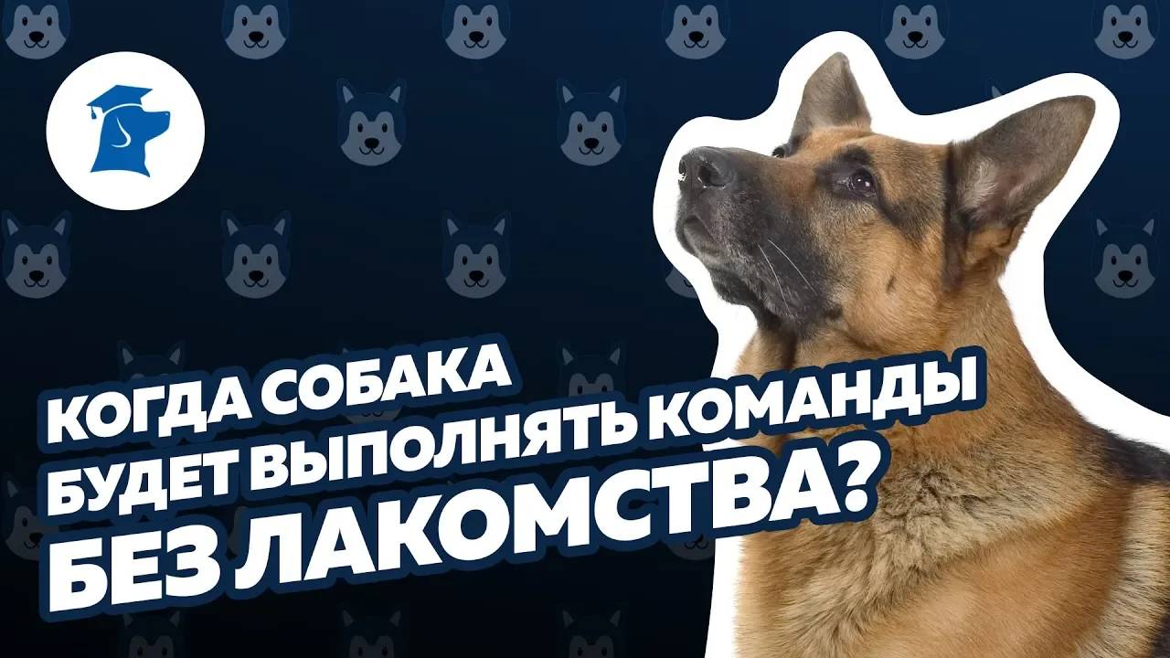 Как научить собаку выполнять команды без лакомства?