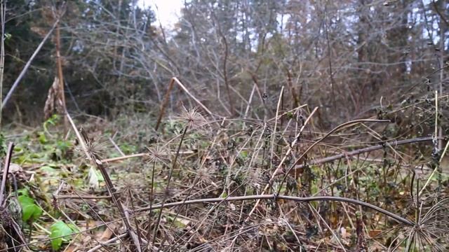 Времена года. Октябрь (Maxi Version)