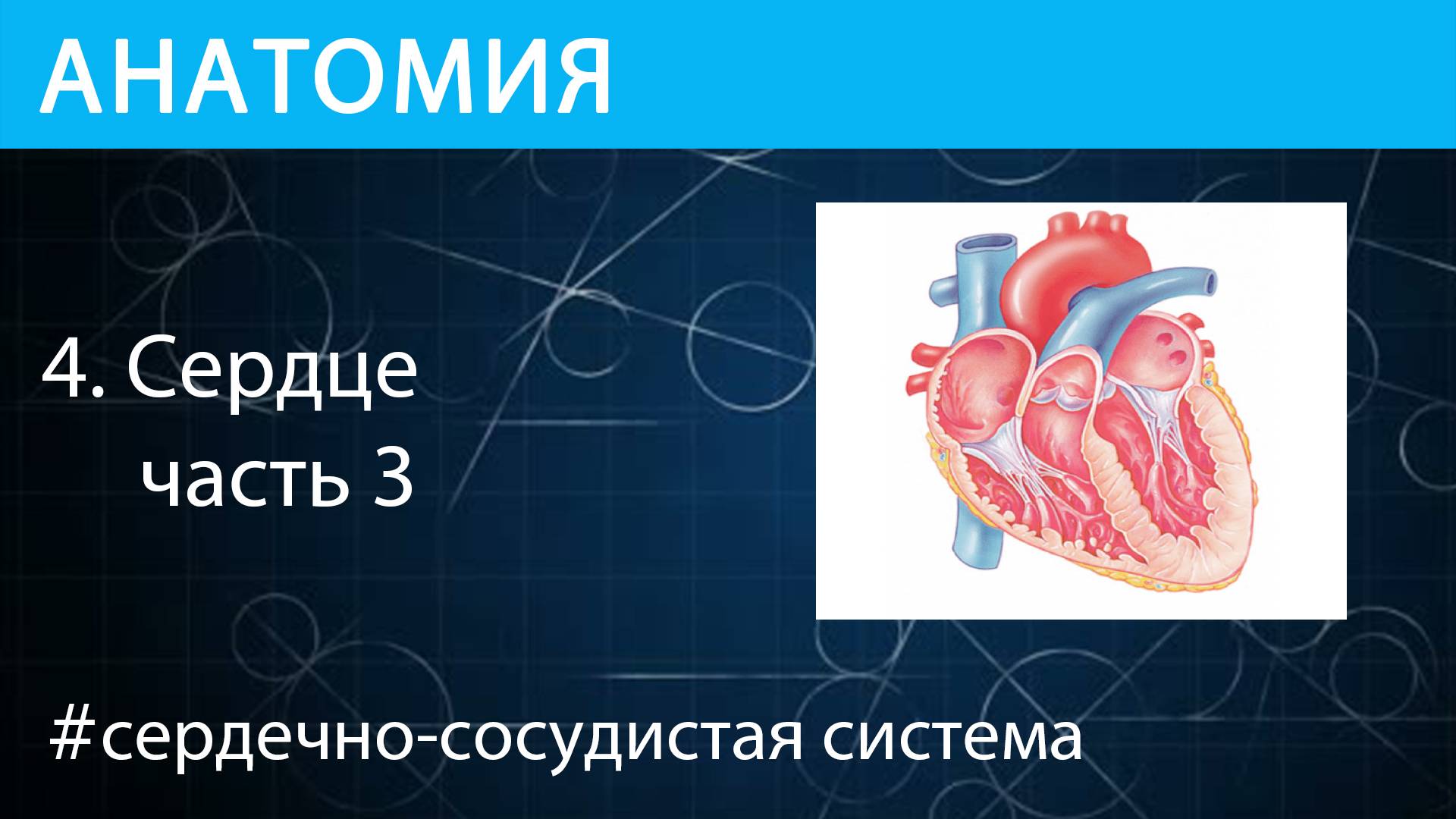 Анатомия: Сердце. Часть 3