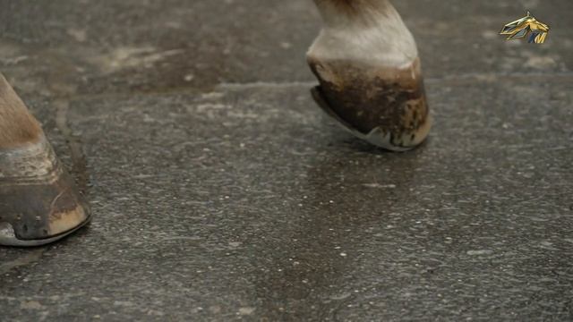 ПОДКОВА. 4 июня 2022 года. 19_40
Специальный выпуск, посвященный ганноверской породе лошадей