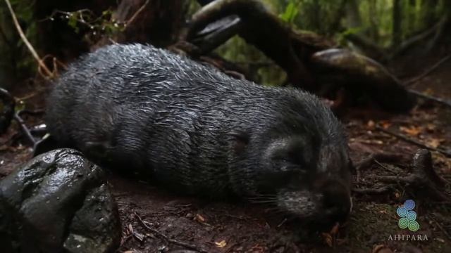 Всемирное наследие Юнеско.Остров Южный,Новая Зеландия.
