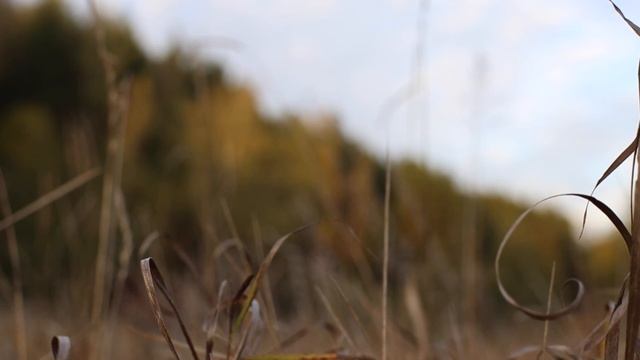 Времена года. Сентябрь. (Stable Version)