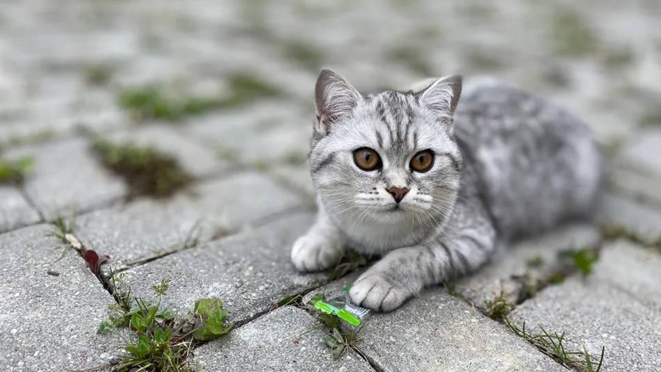 Один день из жизни кошки Майи