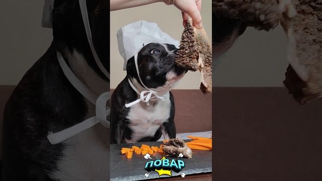 Говяжий рубец! Оценка от стаффи 🍽️ #стаффи #повар #говядина #рубец #рецепт #собака #кухня #животные