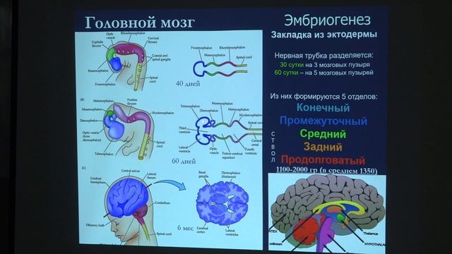 10. Морфология центральной нервной системы-1. Физиология человека - Ловать М. Л. Teach-in.