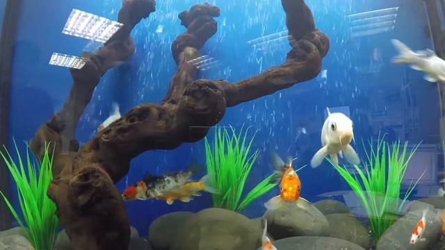 Аквариум ЦМИК