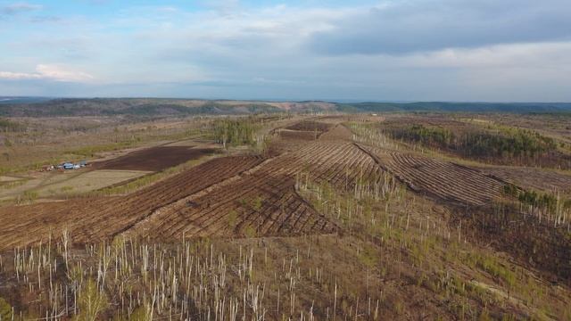 Объемы лесовосстановления