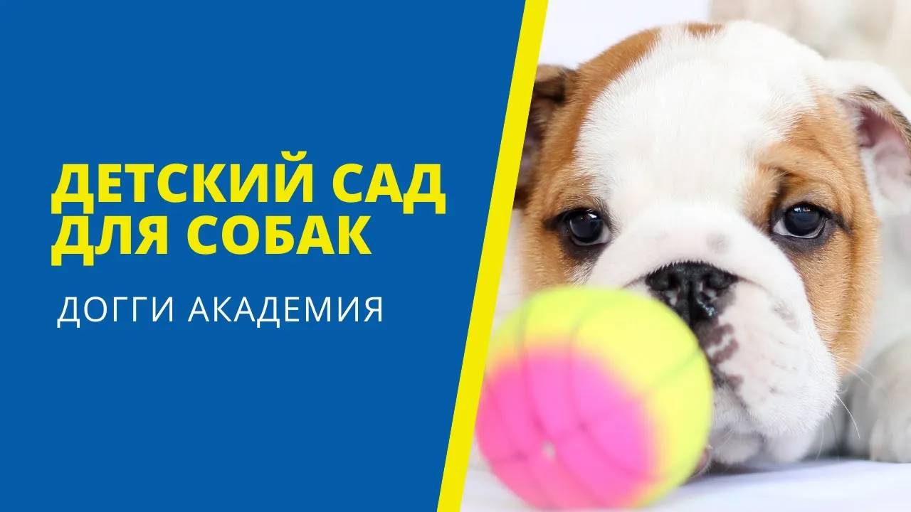 Детский сад для собак (dog daycare) - группы дневного ухода