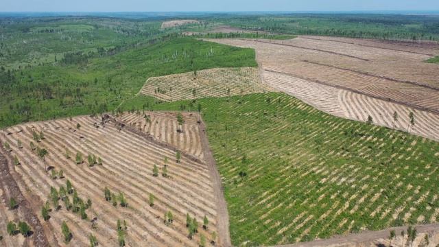 Пролет над участками лесовосстановления