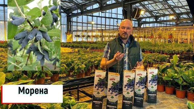 Жимолость от Тимирязевского питомника в сезоне 2022