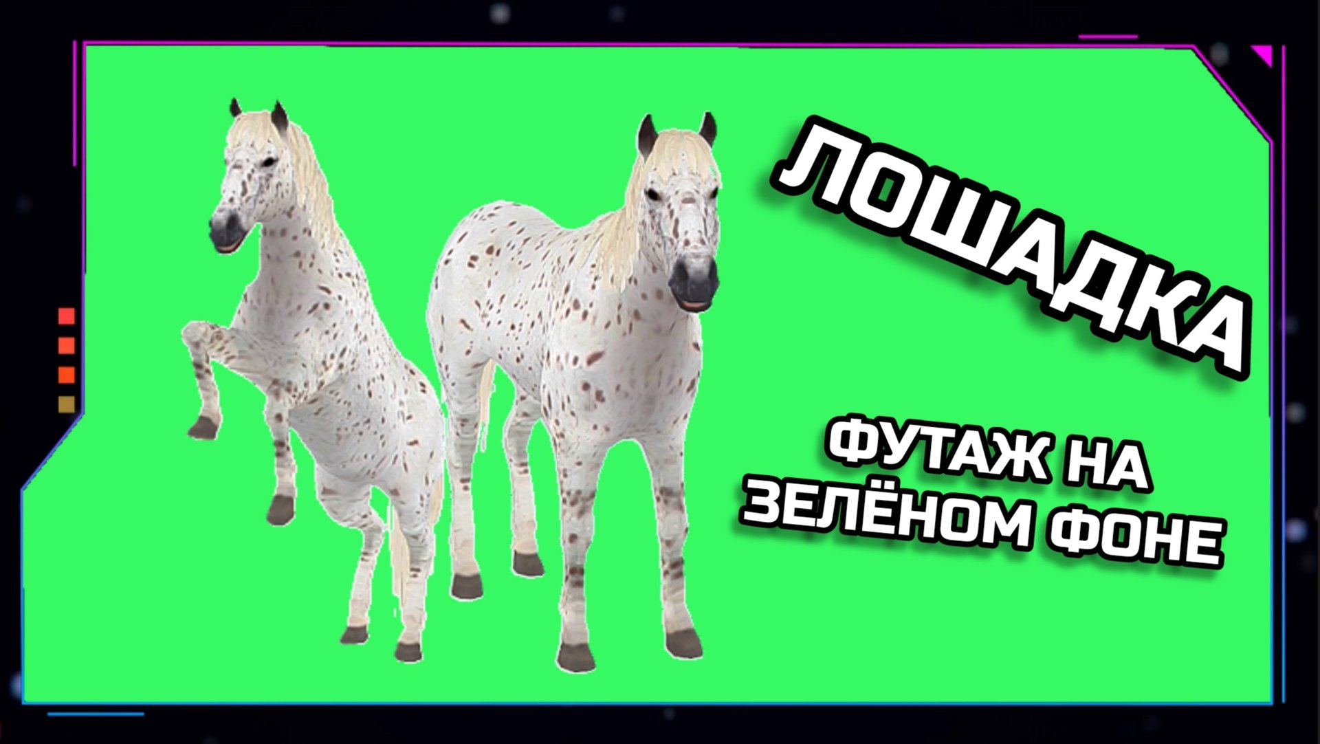 ЛОШАДКА видео Green Screen анимация. ХРОМАКЕЙ ФУТАЖ на зелёном фоне.