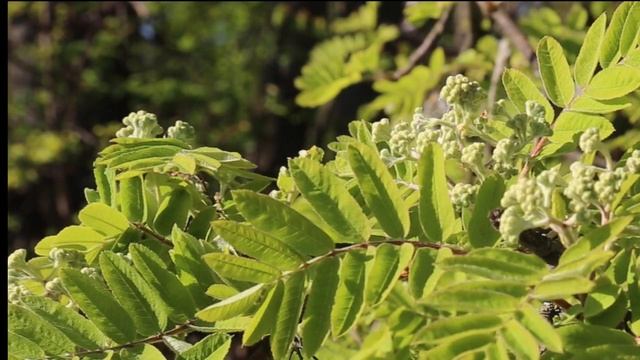 Времена года. Май.