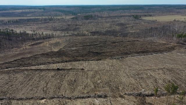 Расчистка участка для лесовосстановления бульдозерами