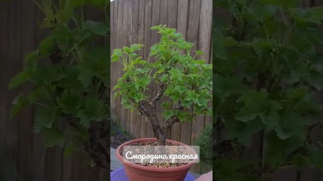 Смородина красная #shorts #bonsai #garden #plant #смородина