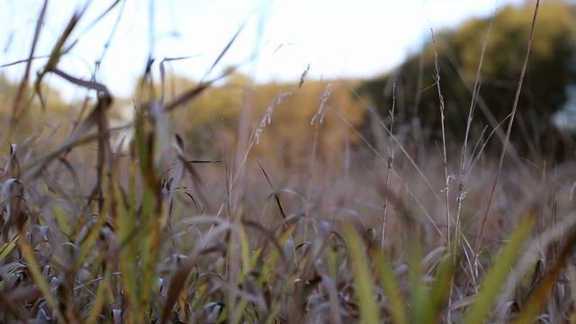 Времена года. Сентябрь. (Focus Version)