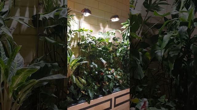 Оранжерея в особняке промышленника И.К.Мясникова