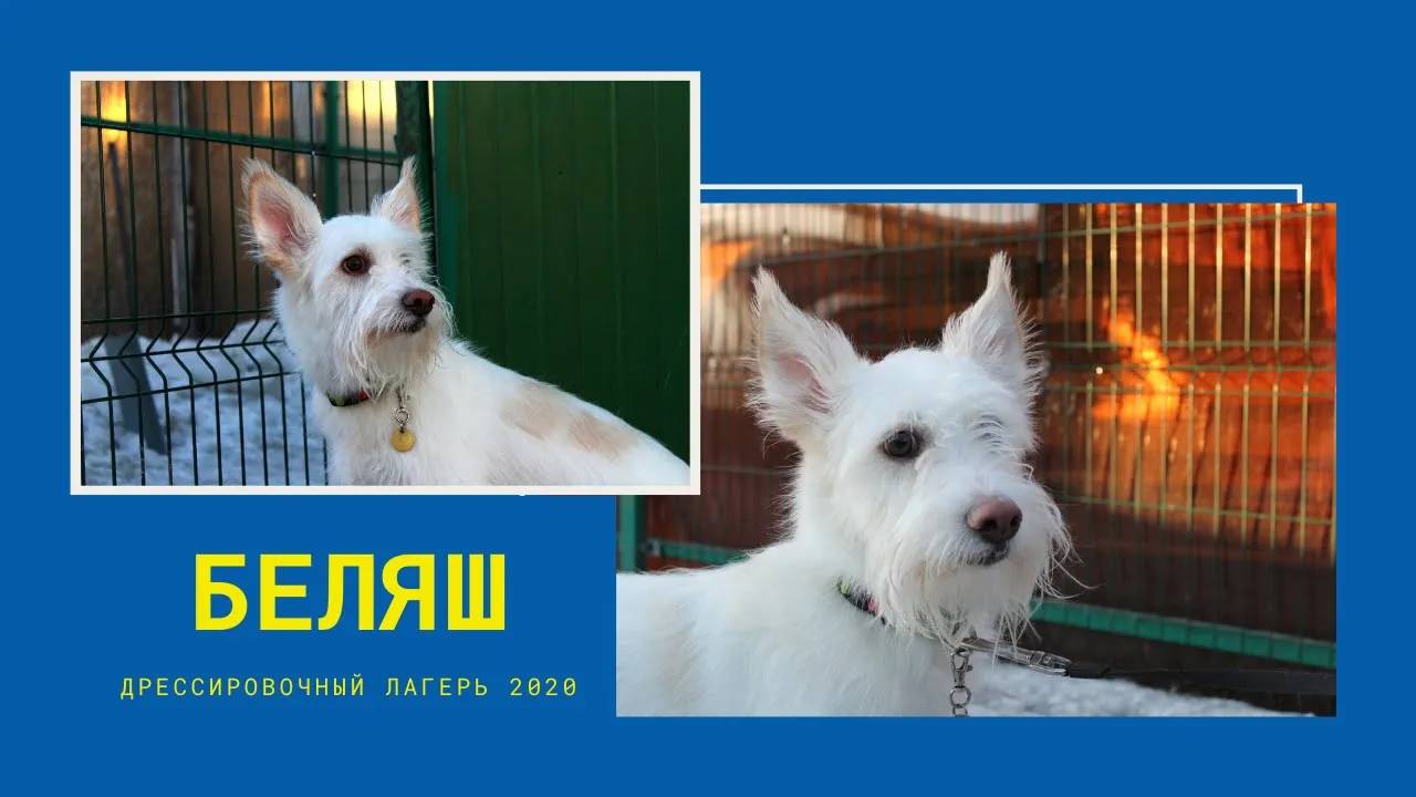 Что делать, если собака боится и проявляет агрессию? Беляш, дрессировочный лагерь, апрель 2020