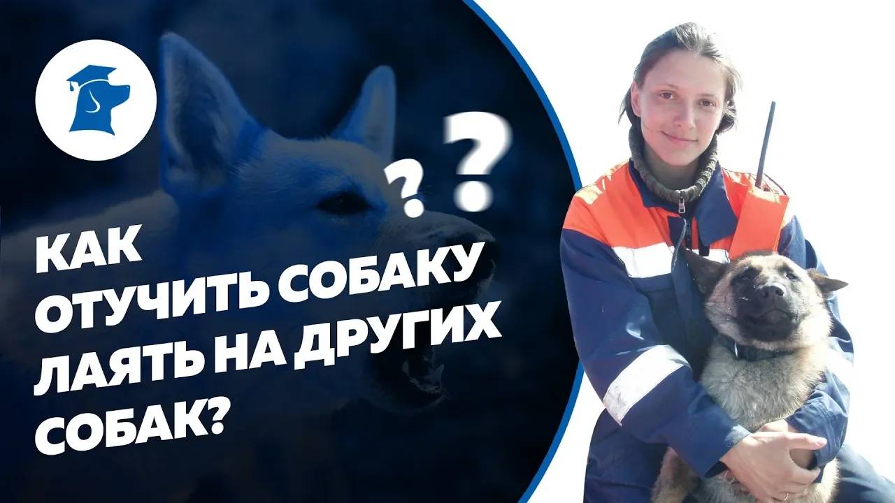Как отучить собаку лаять на других собак и тянуть поводок. Обучение собаки команде "Рядом".