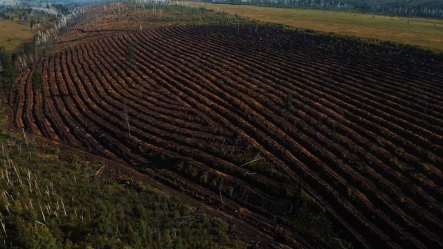 Компенсационное лесовосстановление. СЕРВИСТА