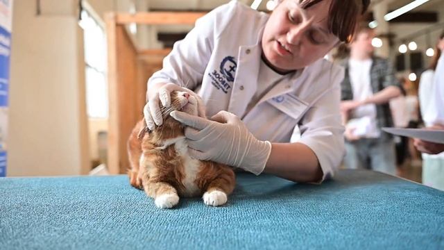 ЗООВЕТ на WOOF Fest!