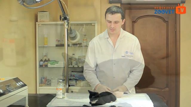 Что надо знать, когда берешь животное с улицы