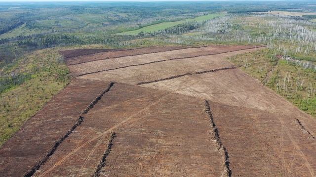 Расчистка участков для лесовосстановления
