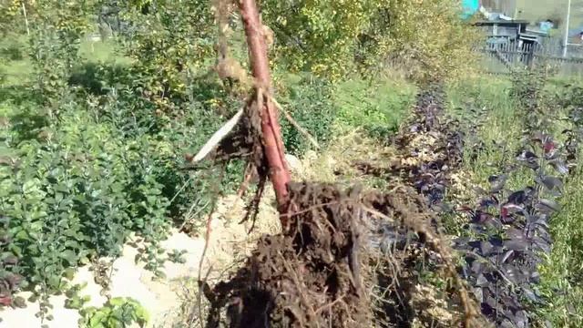 Выкапываю подвой 54 118