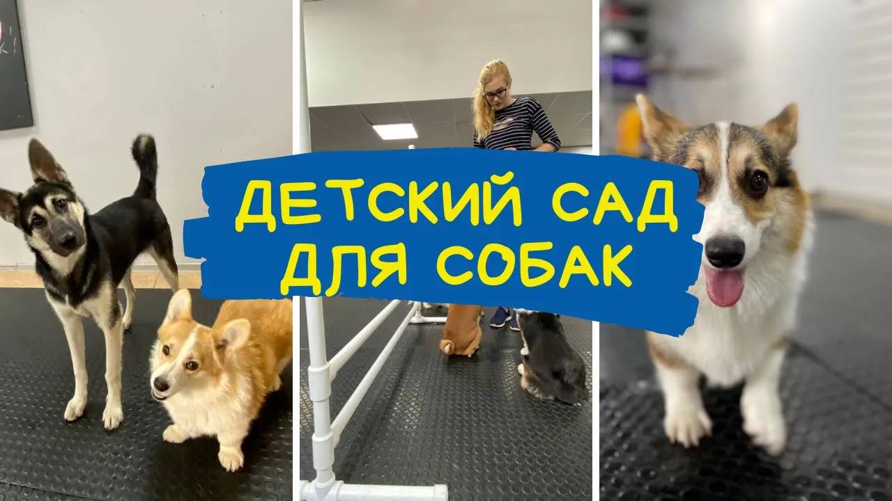 Doggi Daycare - группа крупных и средних пород