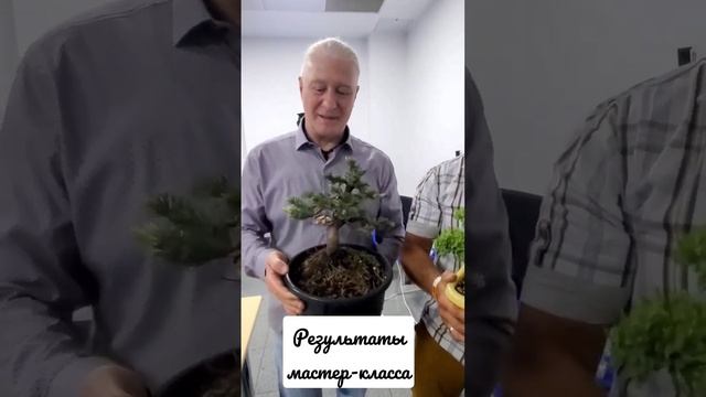 Какие деревья формировали мастера на фестивале Орхидиум? #bonsai #орхидиум #shorts #plant #garden